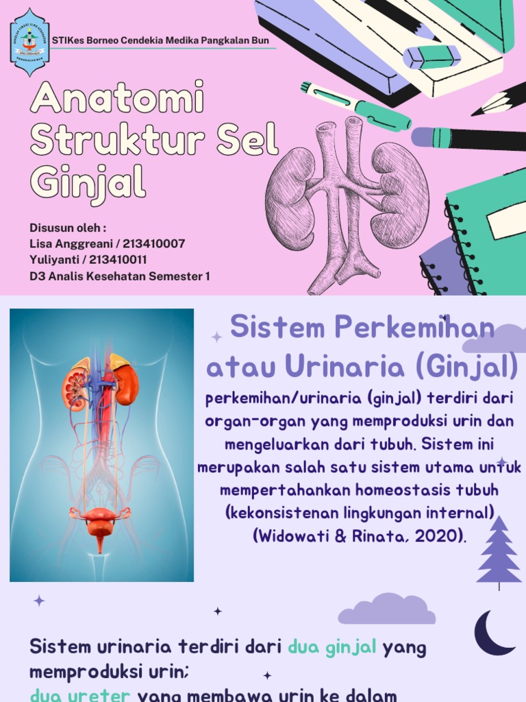 Struktur dan Fungsi Ginjal Manusia | PDF