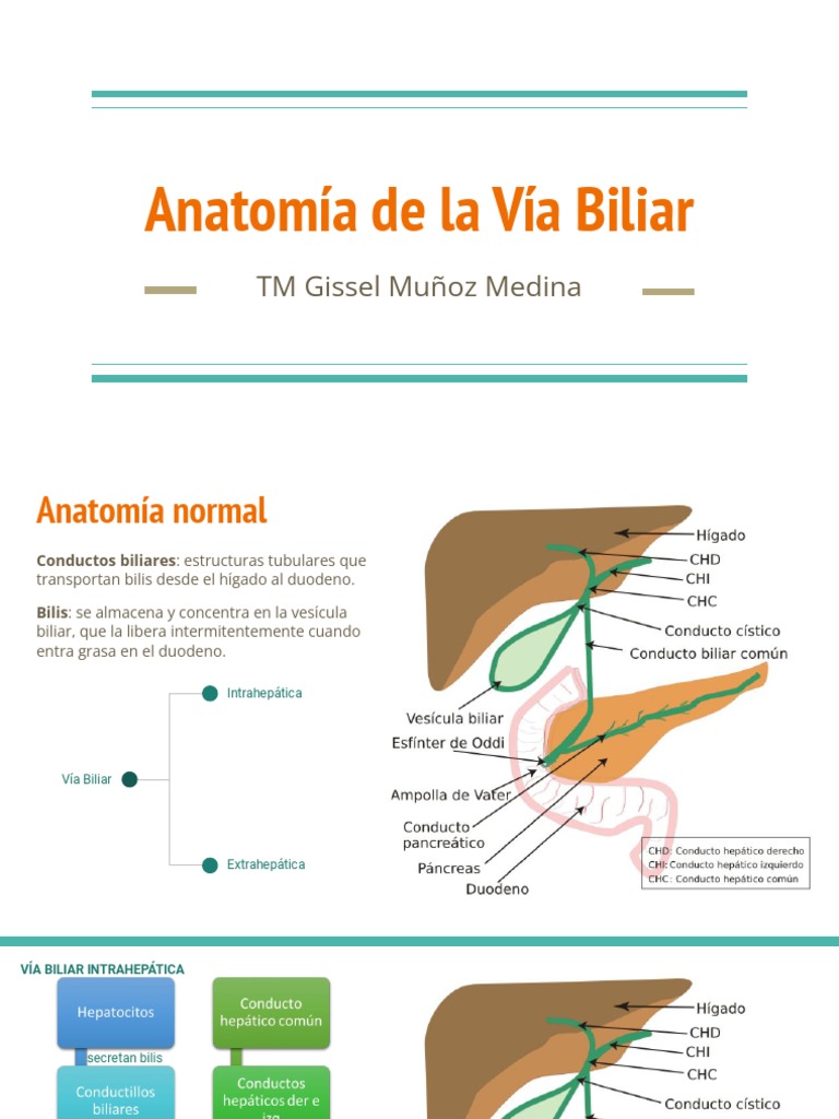 Anatomía de La Vía Biliar | PDF | Hígado | Vesícula biliar
