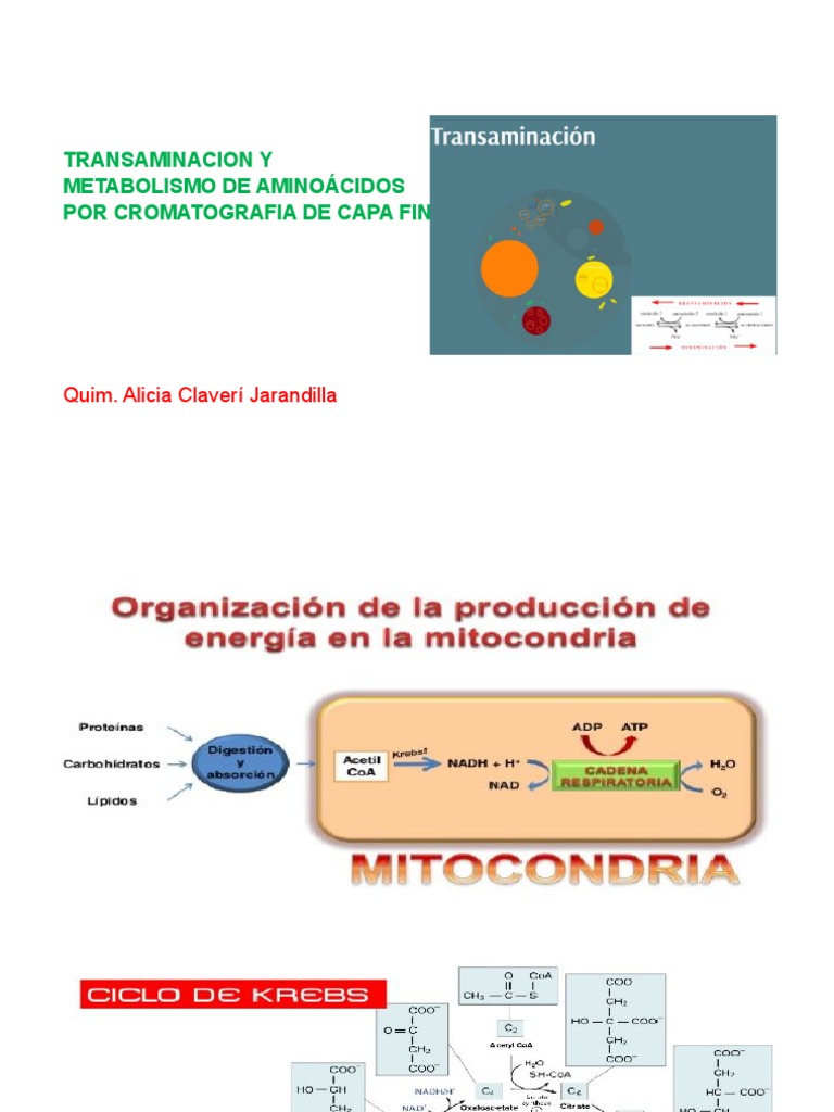 Ppts de Transaminacion | PDF | Transaminasa | Biomoléculas