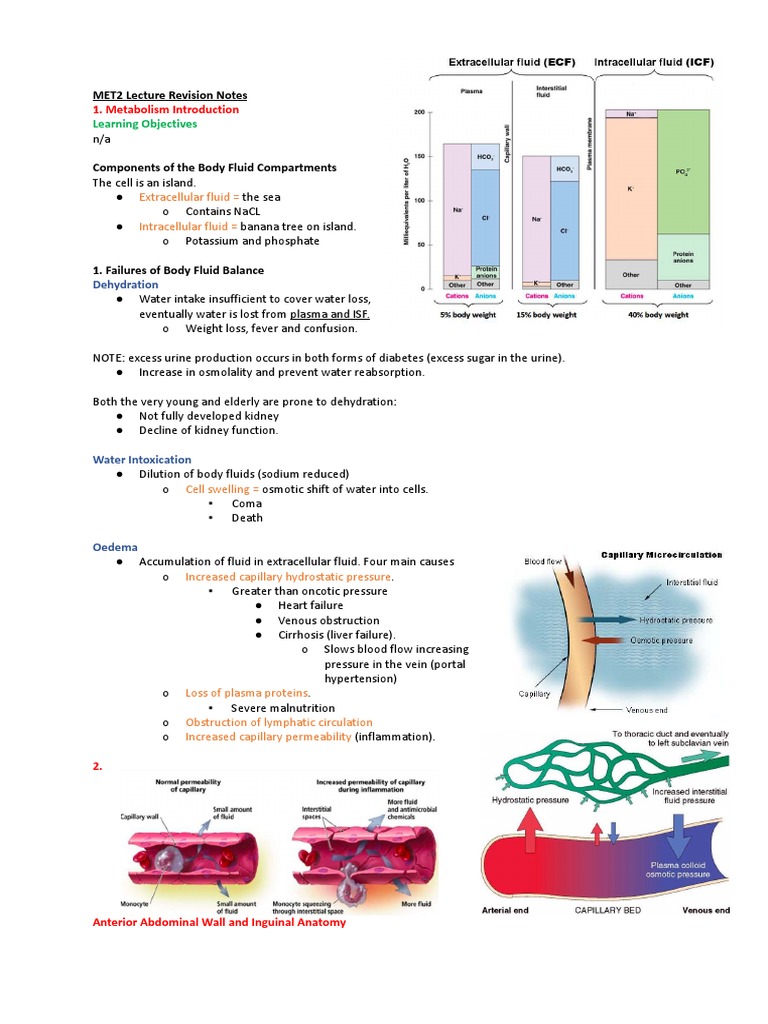 Y2 Met Lecture Revision Notes | PDF | Insulin | Liver
