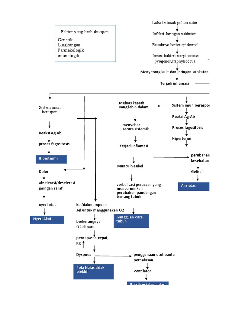 Pathway Selulitis | PDF