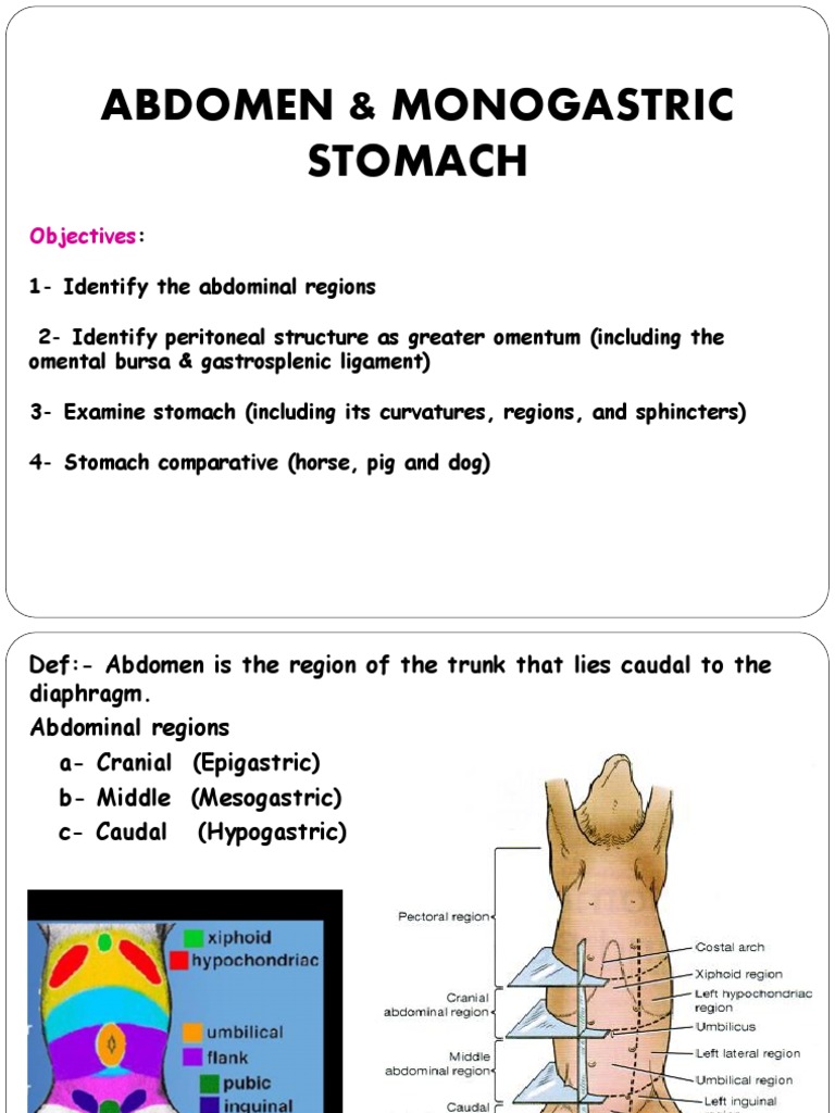 Abdomen & Monogastric Stomach: Objectives | PDF | Stomach | Abdomen