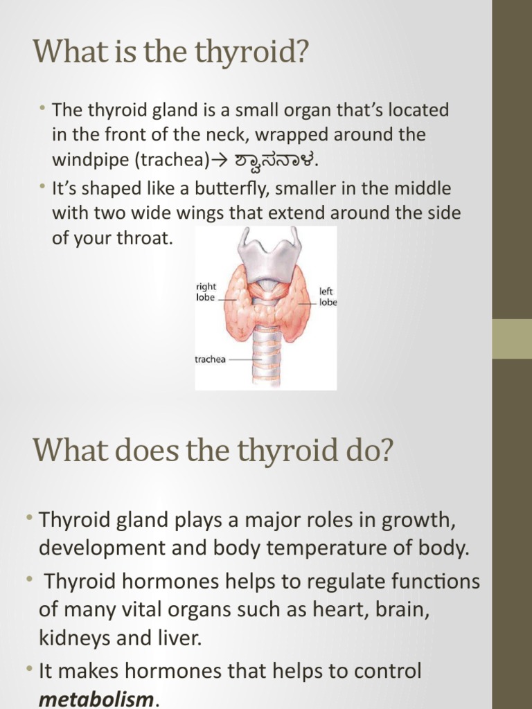 Understanding the Thyroid Gland: Its Functions, Hormones, and ...