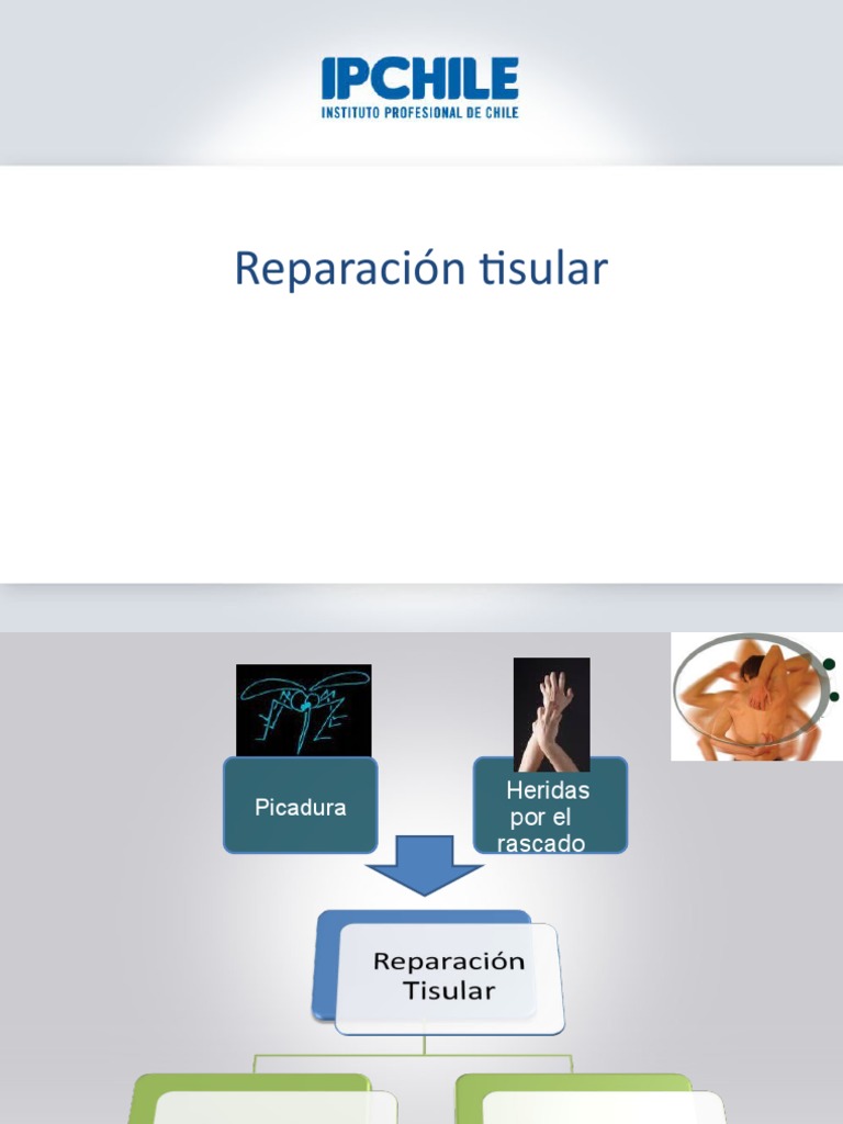 Reparacion Tisular | PDF | Regeneración (biología) | Inflamación
