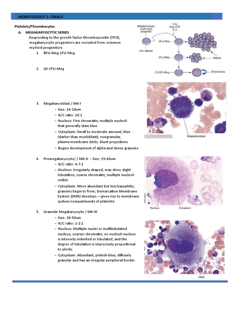 Understanding the Complex Process of Platelet Production and Function ...