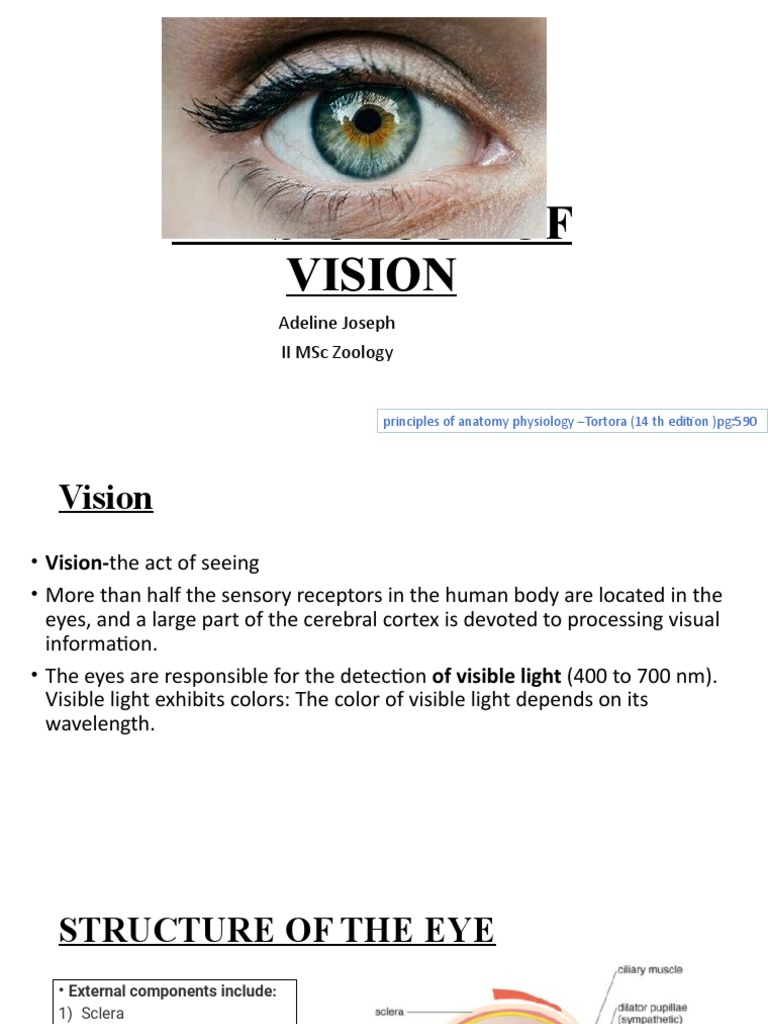 The Physiology of Vision: An Analysis of the Structure and Function of ...