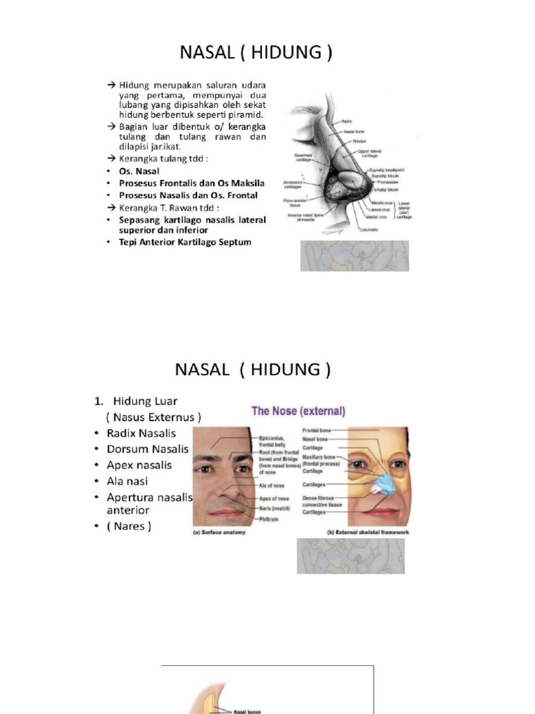 Anatomi Hidung | PDF