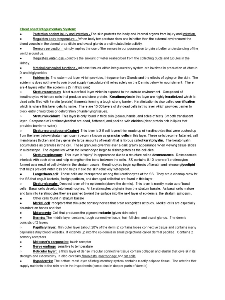 Integumentary System Cheat Sheet | PDF | Integumentary System | Skin