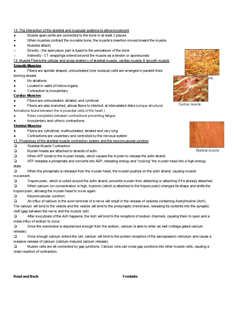 Muscle Cheat Sheet | PDF | Human Leg | Knee