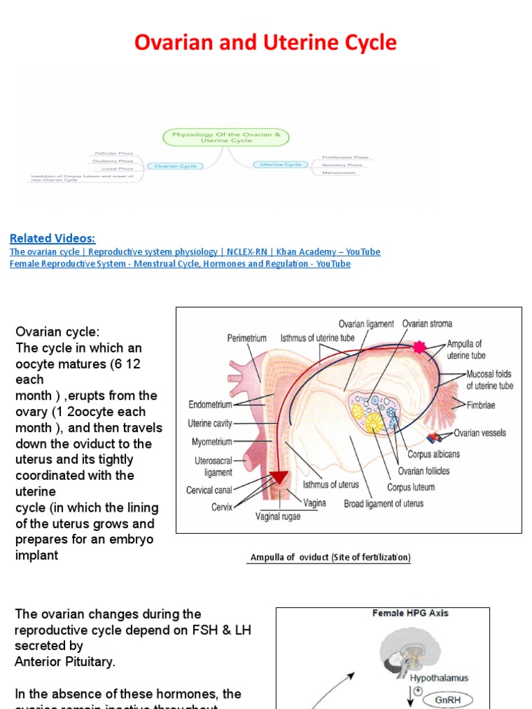 Ovary and Uterine Cycles | PDF