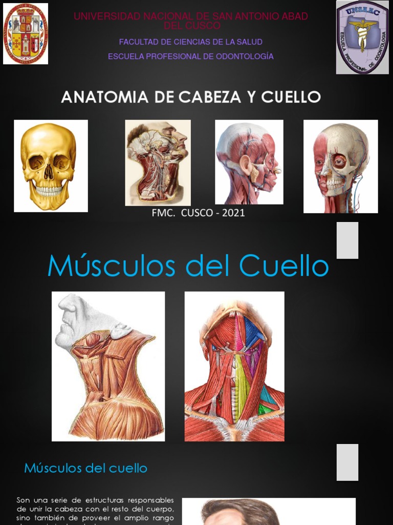 Anatomía de los Músculos del Cuello | PDF | Vértebra | Tejido suave