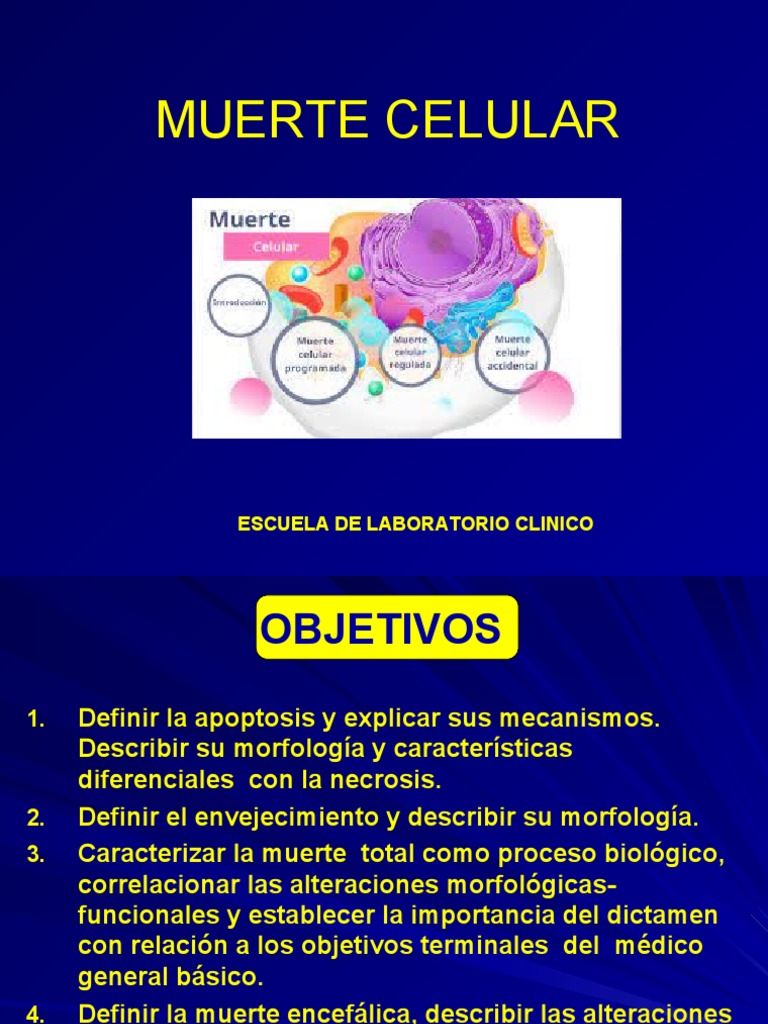 4 - Muerte Celular | PDF | Apoptosis | Biología Celular)