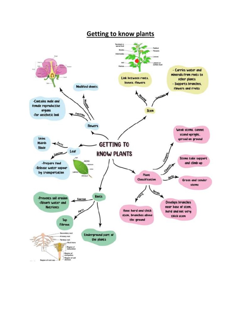 Getting To Know Plants | PDF | Flowers | Leaf