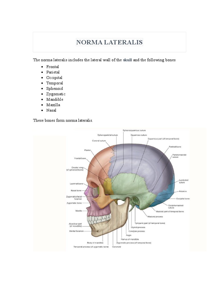 Norma Lateralis: Skull | PDF | Skeletal System | Human Head And Neck