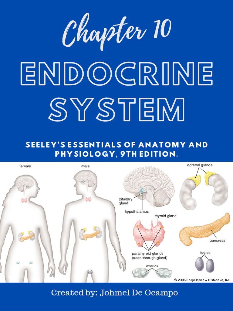 Anatomy & Physiology (Chapter 10 - Endocrine System) | PDF | Endocrine System | Adrenal Gland