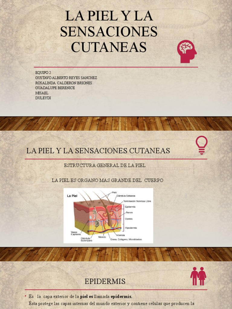 Estructura y Sensaciones de la Piel | PDF | Piel | Anatomía