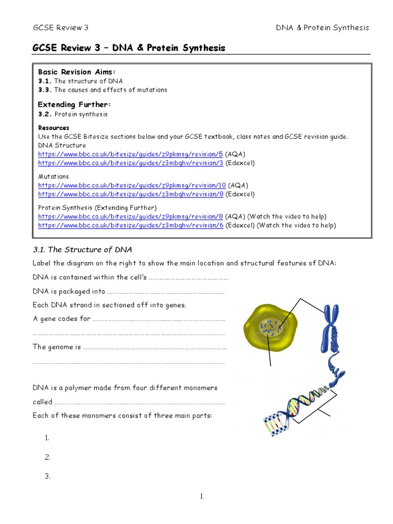 3.-DNA-Protein-Synthesis Review | PDF | Chemistry | Biochemistry