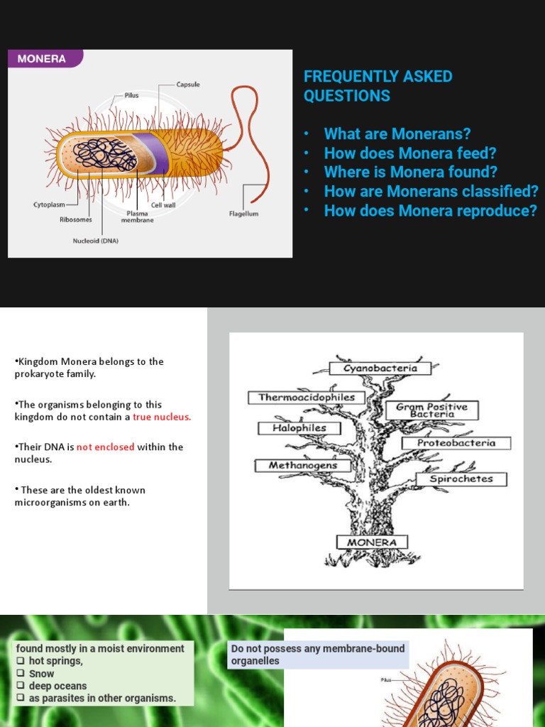 Frequently Asked Questions What Are Monerans? How Does Monera Feed ...