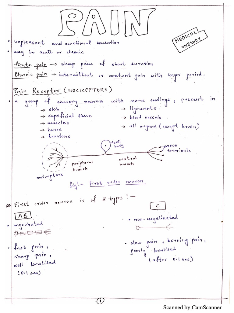 Pain Pathway Handwritten Notes | PDF