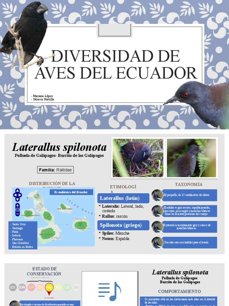 Laterallus Spilonota y Geospiza Magnirostris | PDF | Aves | Ornitología