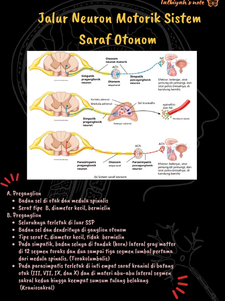 Fisiologi Dan Anatomi Saraf Otonom | PDF