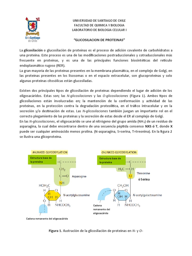 Laboratorio de Glicosilacion de Proteinas - Revisado Final 30-Dic | PDF ...