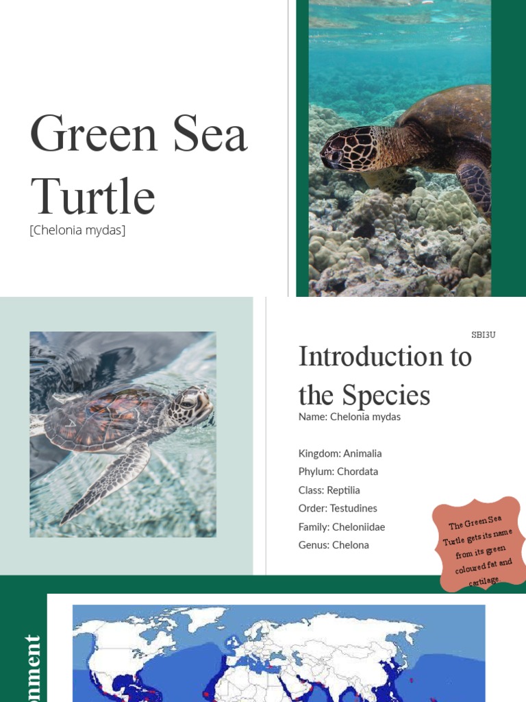 Evolution of The Green Sea Turtle | PDF | Turtle | Biology