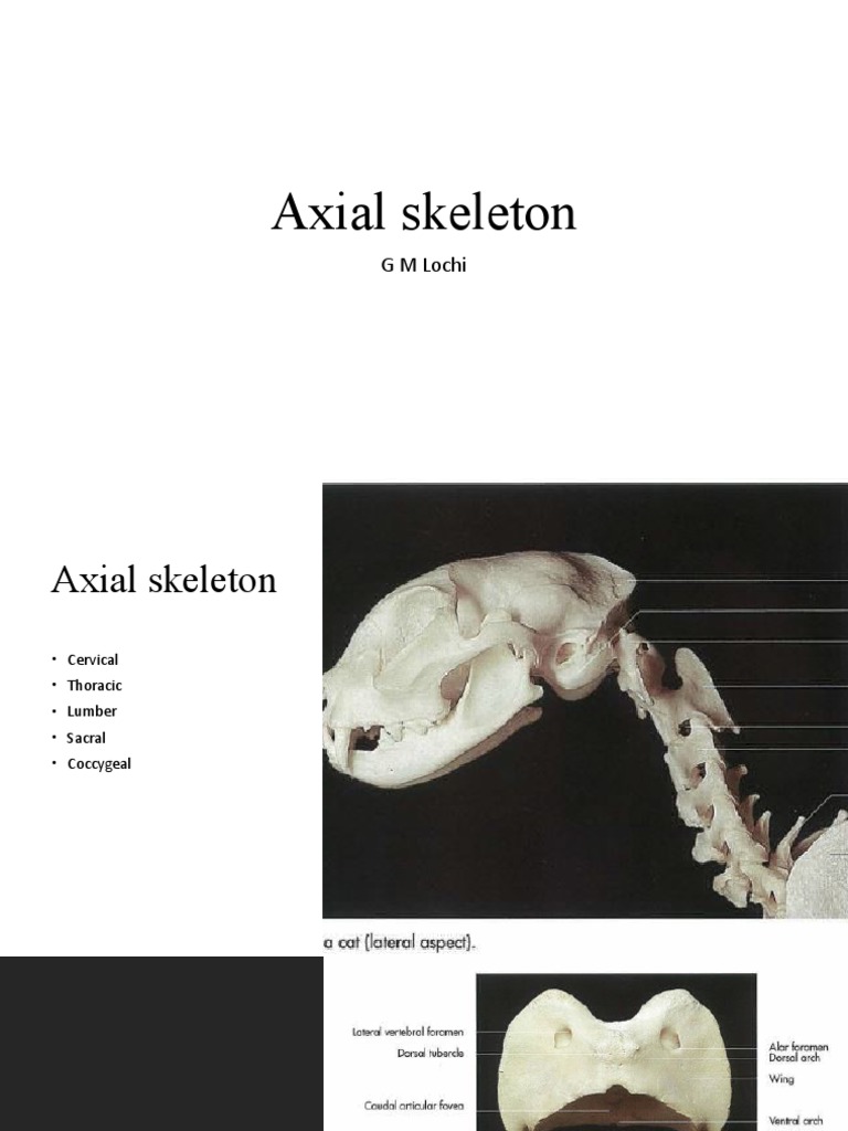 Axial Skeleton: G M Lochi | PDF