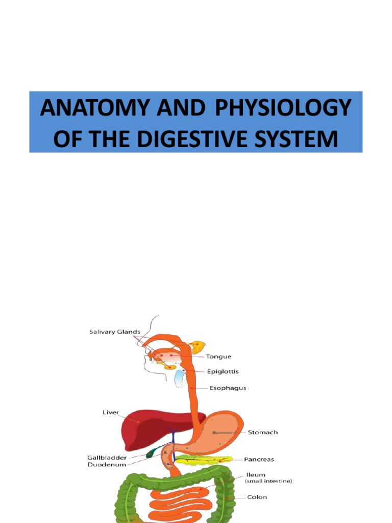 Anatomy and Physiology of The Digestive System | PDF | Large Intestine ...