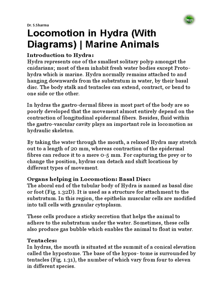 Hydrostatic Movement in Coelentrates Anneida, Echinodermata | PDF ...