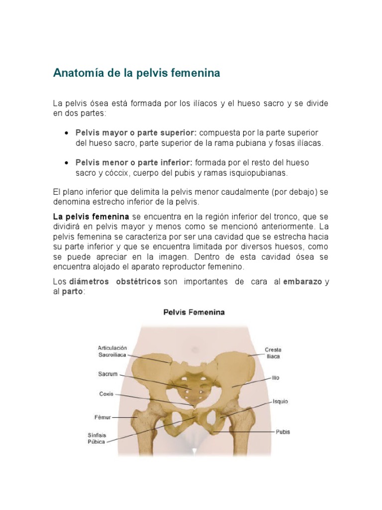 Anatomía de la pelvis femenina | PDF | Pelvis | Sistema esquelético