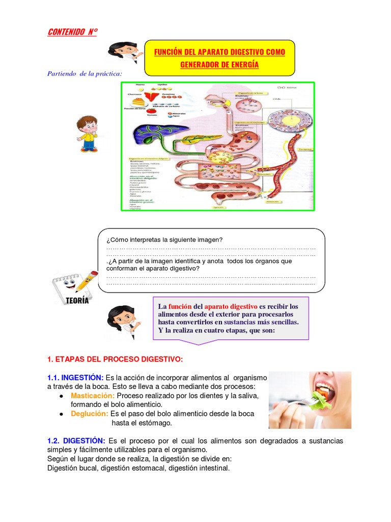 Funcion Del Aparato Digestivo | PDF | Digestión | Bilis