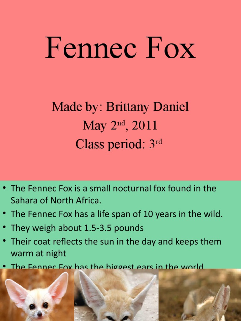 Fennec Fox: Made By: Brittany Daniel May 2, 2011 Class Period: 3 | PDF ...