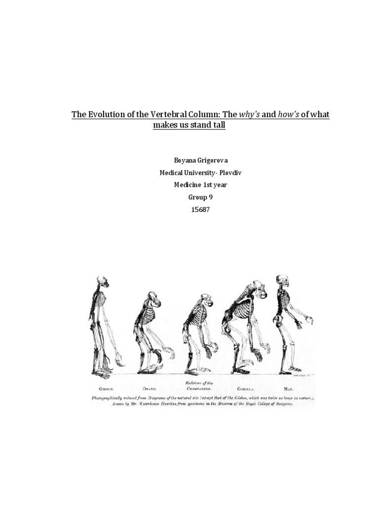 The Evolution Of The Vertebral Column Pdf Vertebra Vertebral Column