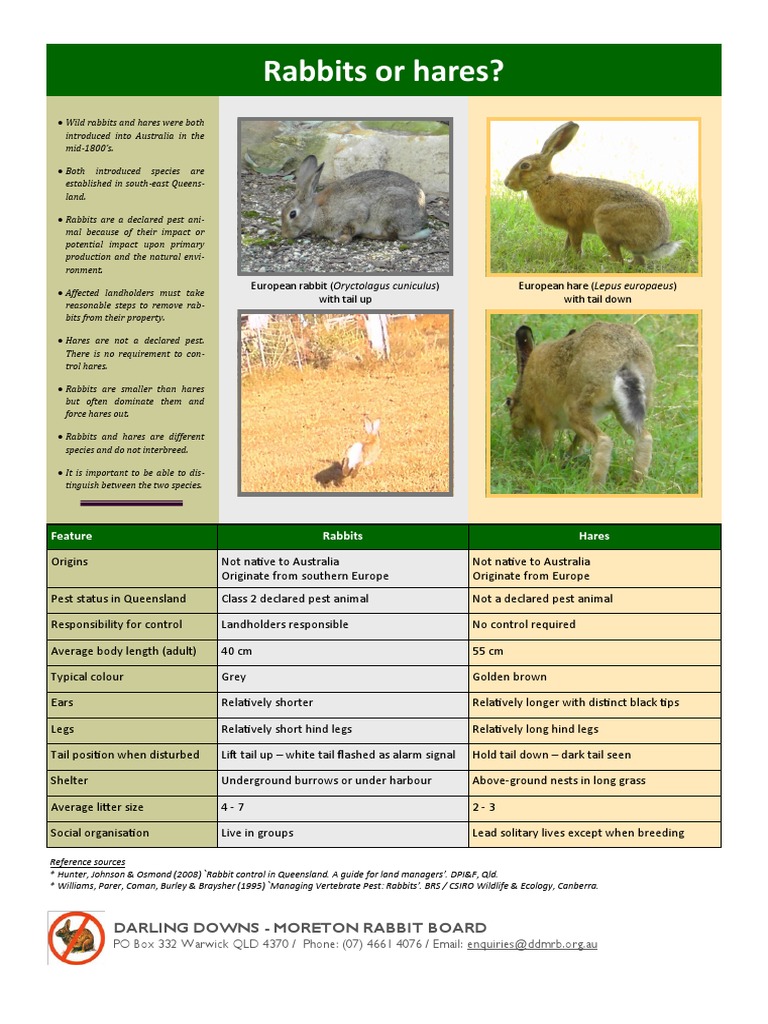 Rabbits or Hares?: Darling Downs - Moreton Rabbit Board | PDF | Hare ...