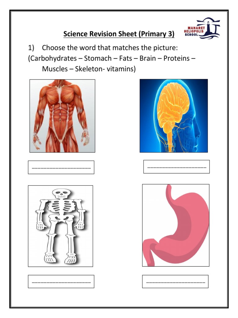 Science Revision Sheet - 3rd Primary - 1st Term | PDF | Digestion ...