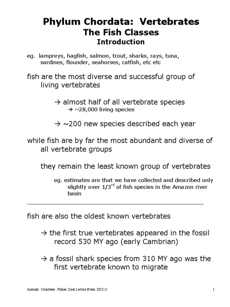 Phylum Chordata Fishes | PDF | Fish | Sharks