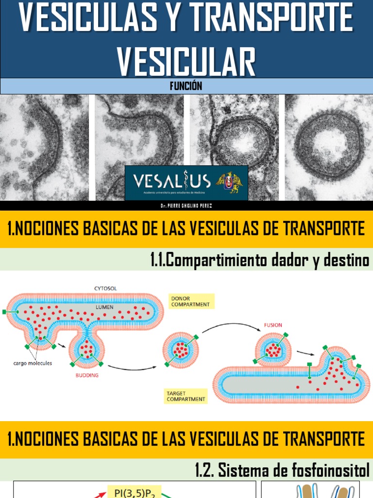 Trafico Vesicular | PDF | Biología estructural | Biología Molecular