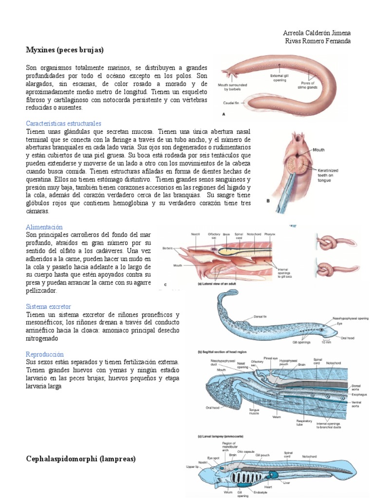 Características de Myxines y Cephalaspidomorphi | PDF | Pescado | Zoología