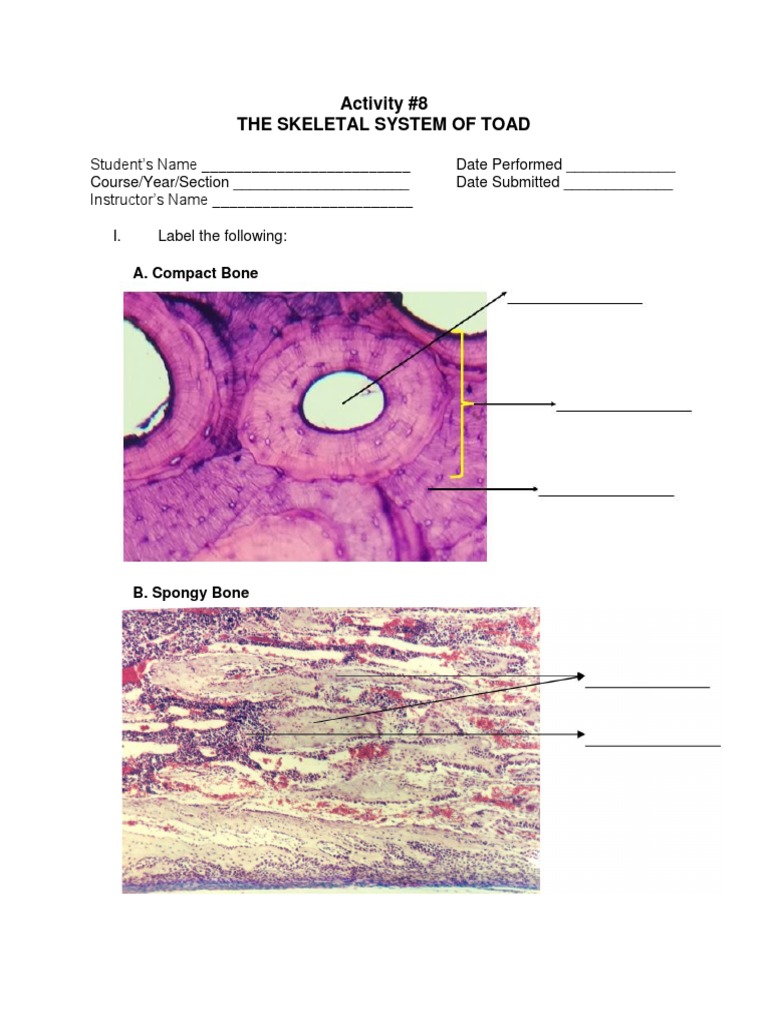 Act08 The Skeletal System Exercise | PDF