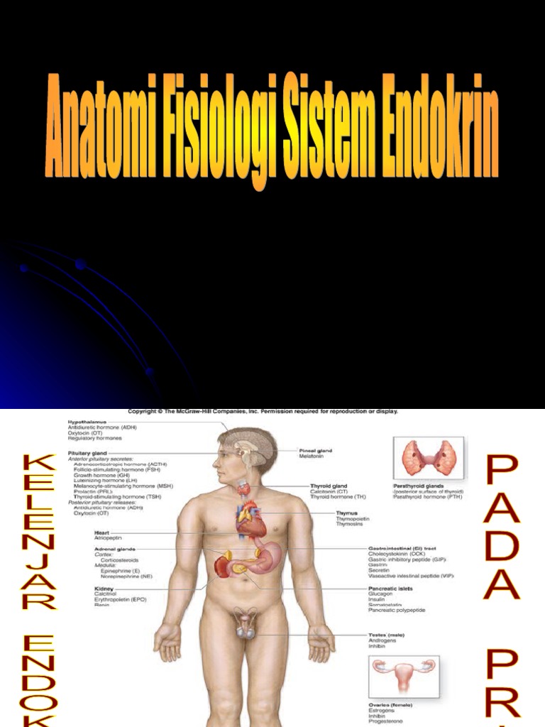 Fungsi dan Jenis Kelenjar Endokrin | PDF