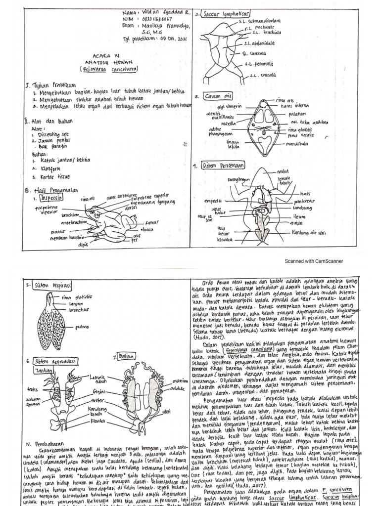 Laprak Anatomi Katak | PDF