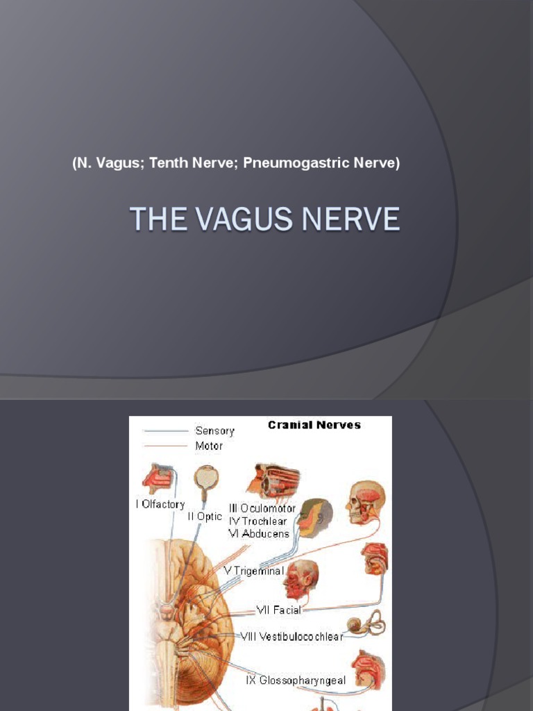 N. Vagus Tenth Nerve Pneumogastric Nerve | Download Free PDF | Common ...