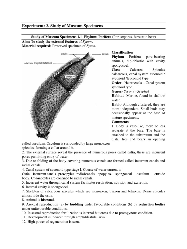 Experiment: 2. Study of Museum Specimens | PDF | Sponge | Aquatic Animals
