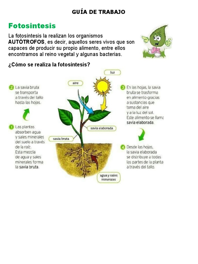 Hojas De Trabajo Sobre Las Partes Del Sol Pósteres Gratuitos Del