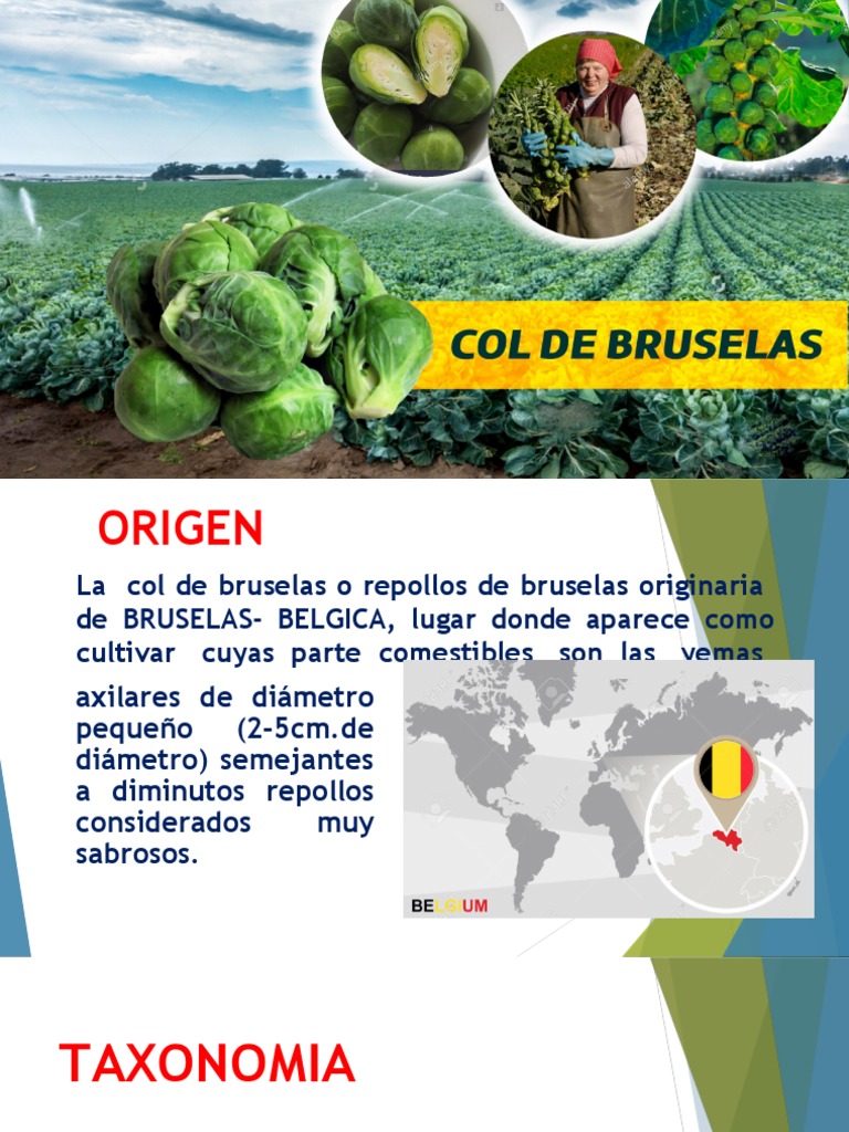 Origen y características de la col de Bruselas | PDF | Repollo | Botánica