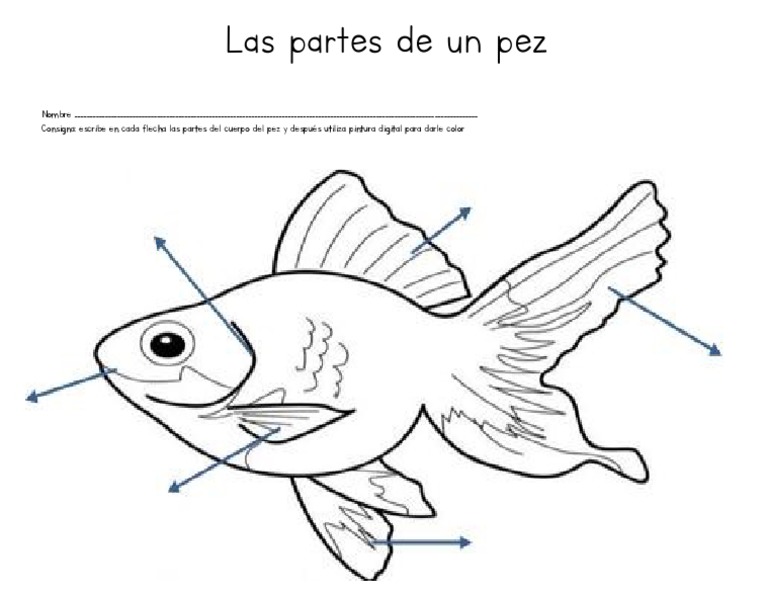 Las Partes de Un Pez | PDF