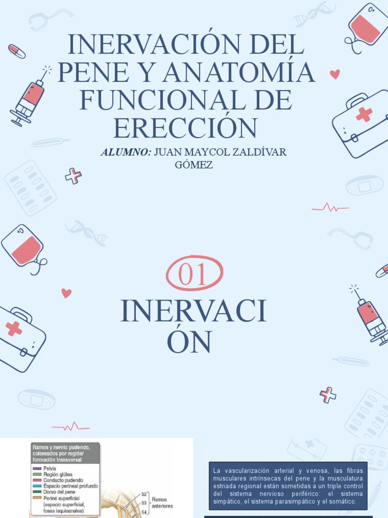 Inervacion Del Pene-Anatomia Funcional de Ereccion | PDF