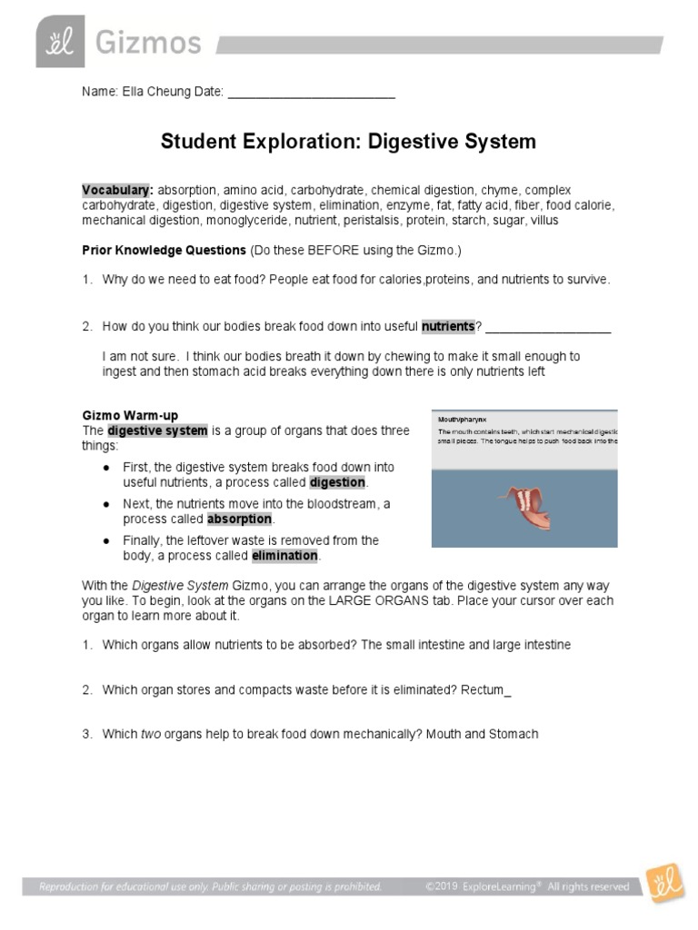 Student Exploration: Digestive System | PDF | Digestion | Carbohydrates