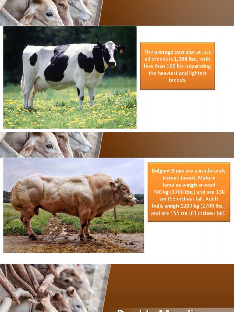Double Muscling in Farm Animals | PDF | Cell Biology | Biology